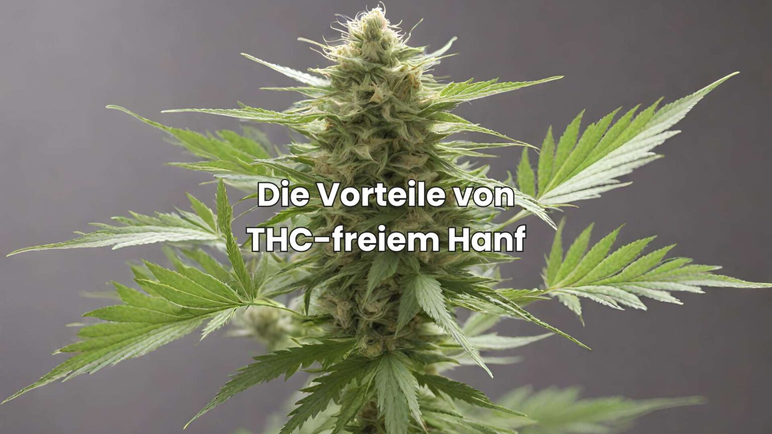 THC-freier Hanf: Dein natürlicher Weg zu mehr Entspannung