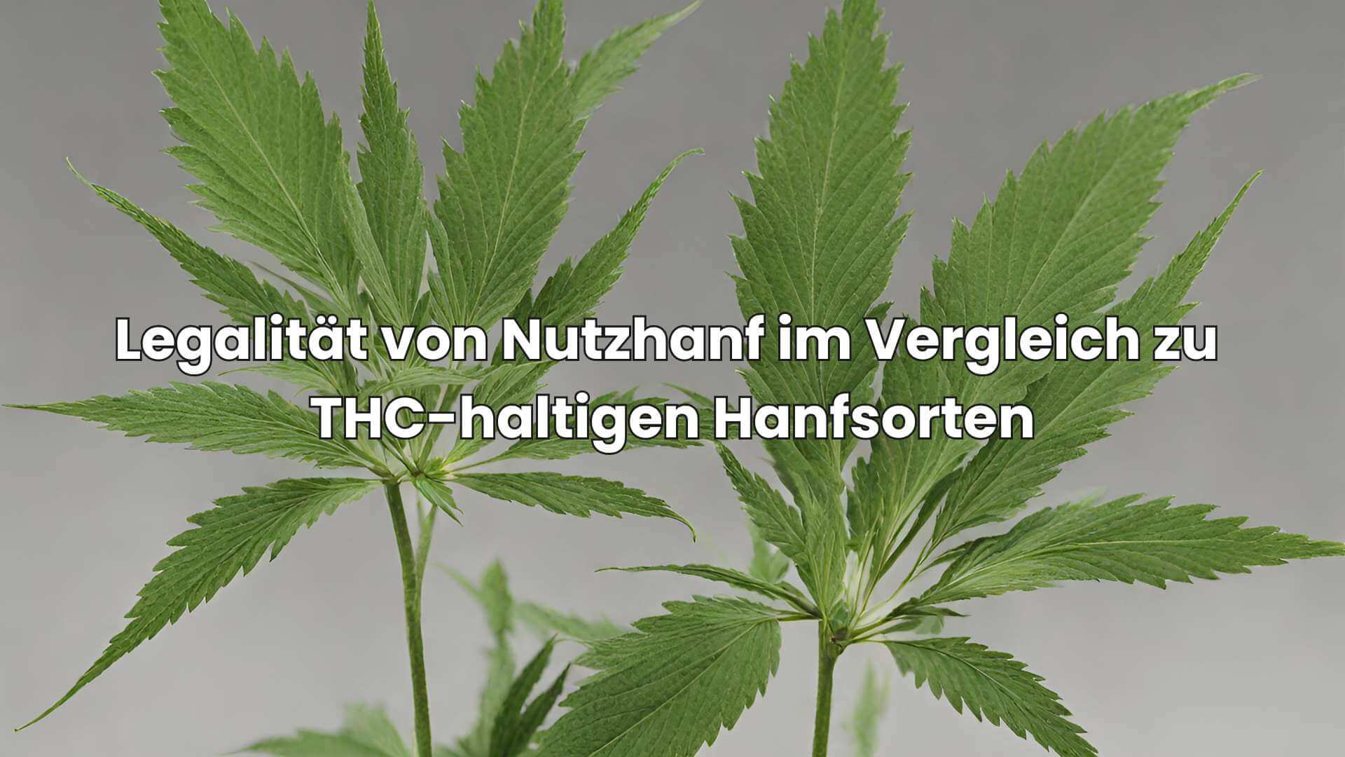 Nutzhanf vs. THC-Hanf: Wo liegen die Unterschiede?
