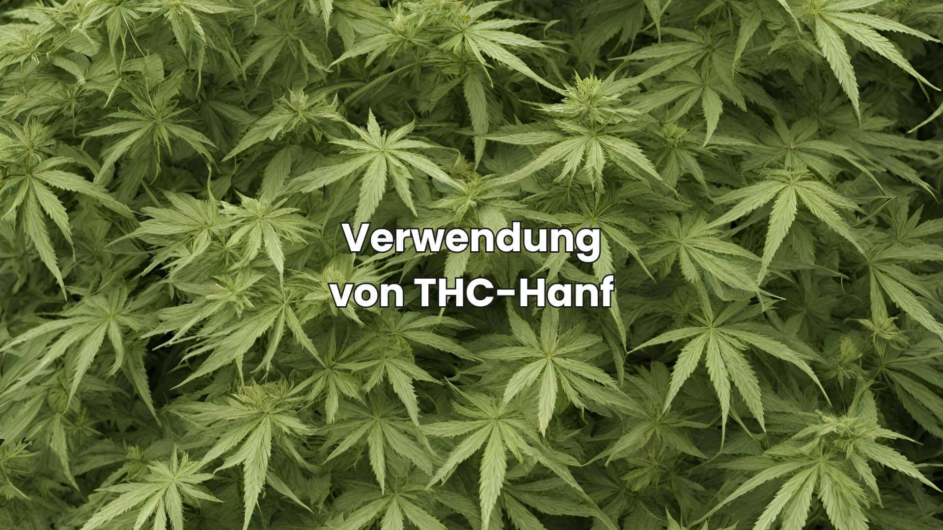 Nutzhanf vs. THC-Hanf: Wo liegen die Unterschiede?