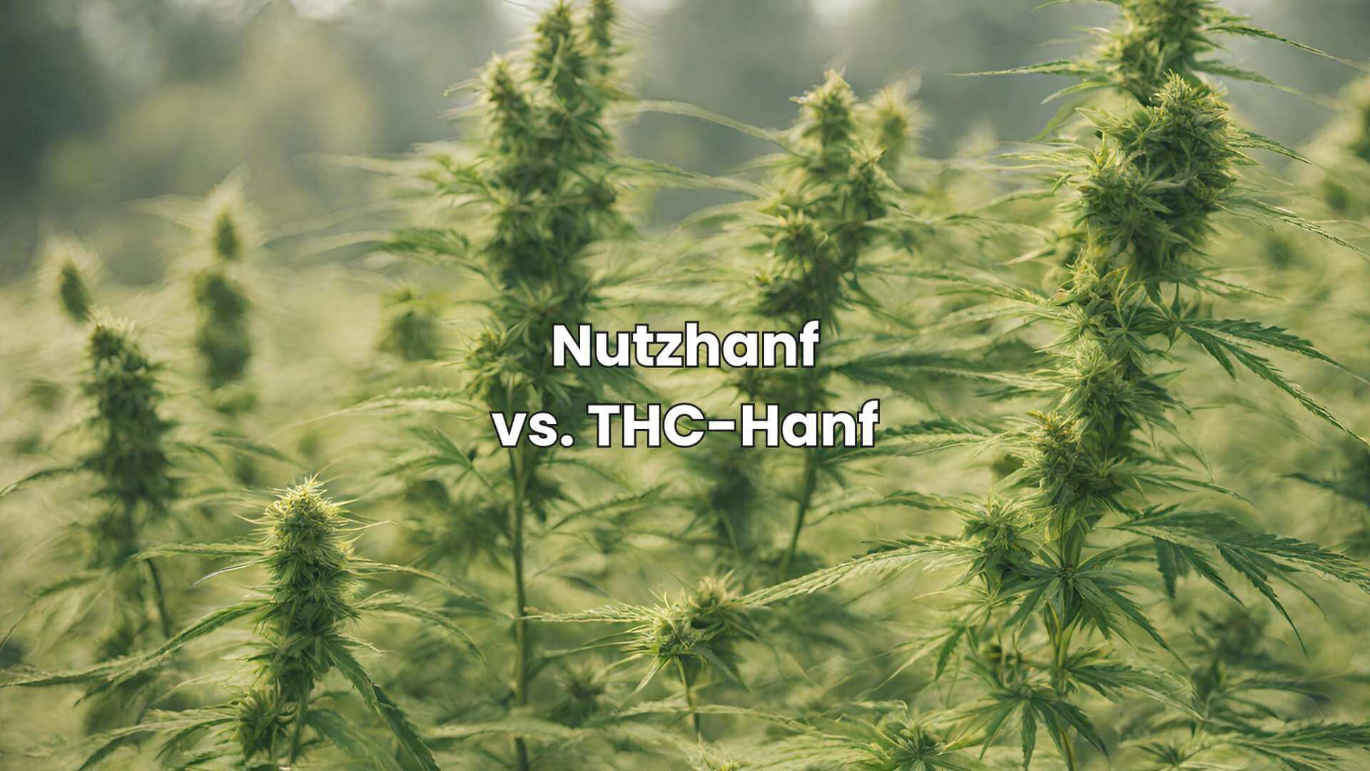 Nutzhanf vs. THC-Hanf: Wo liegen die Unterschiede?